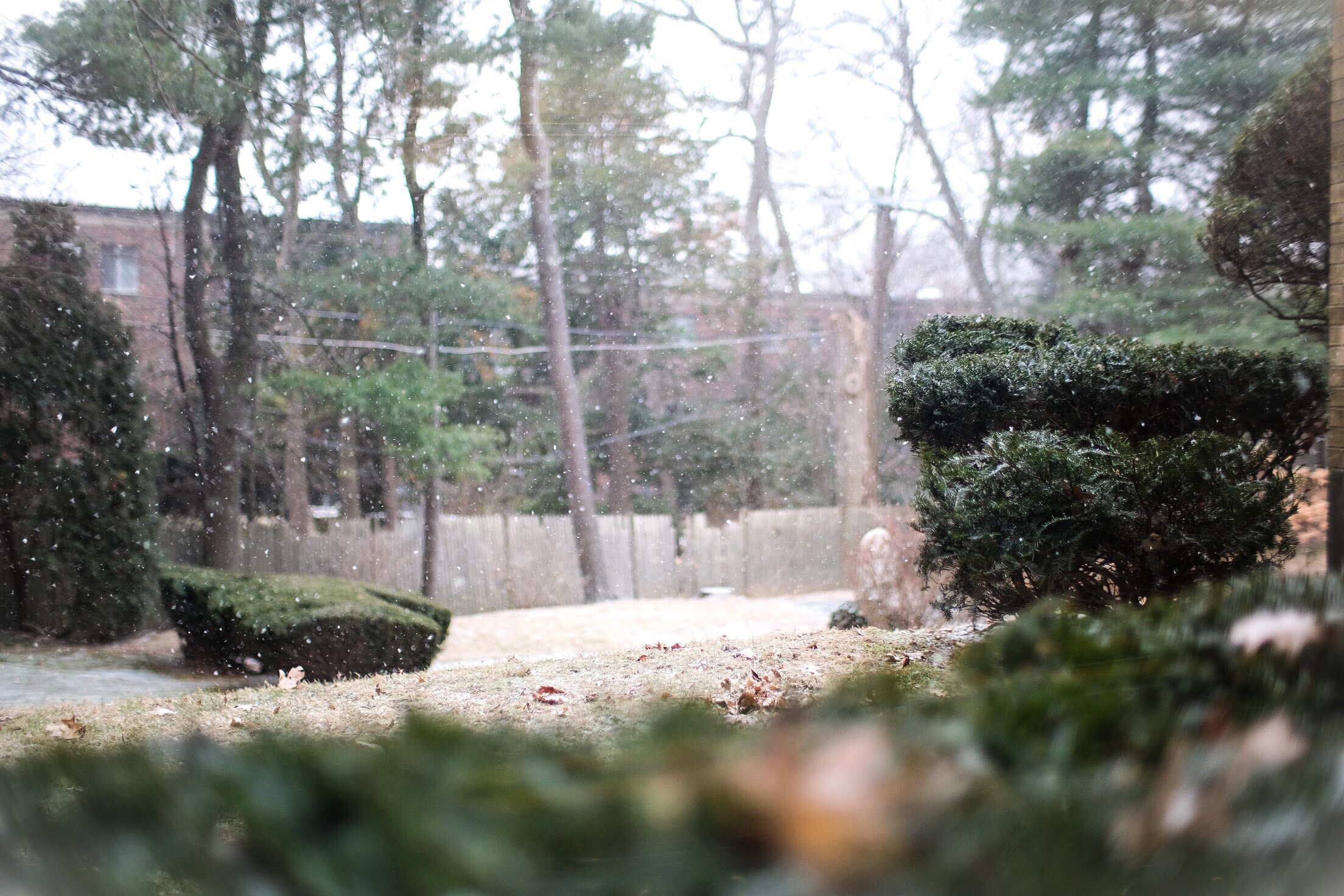 Attempt 39 – Downy Flake – Composing Catholic