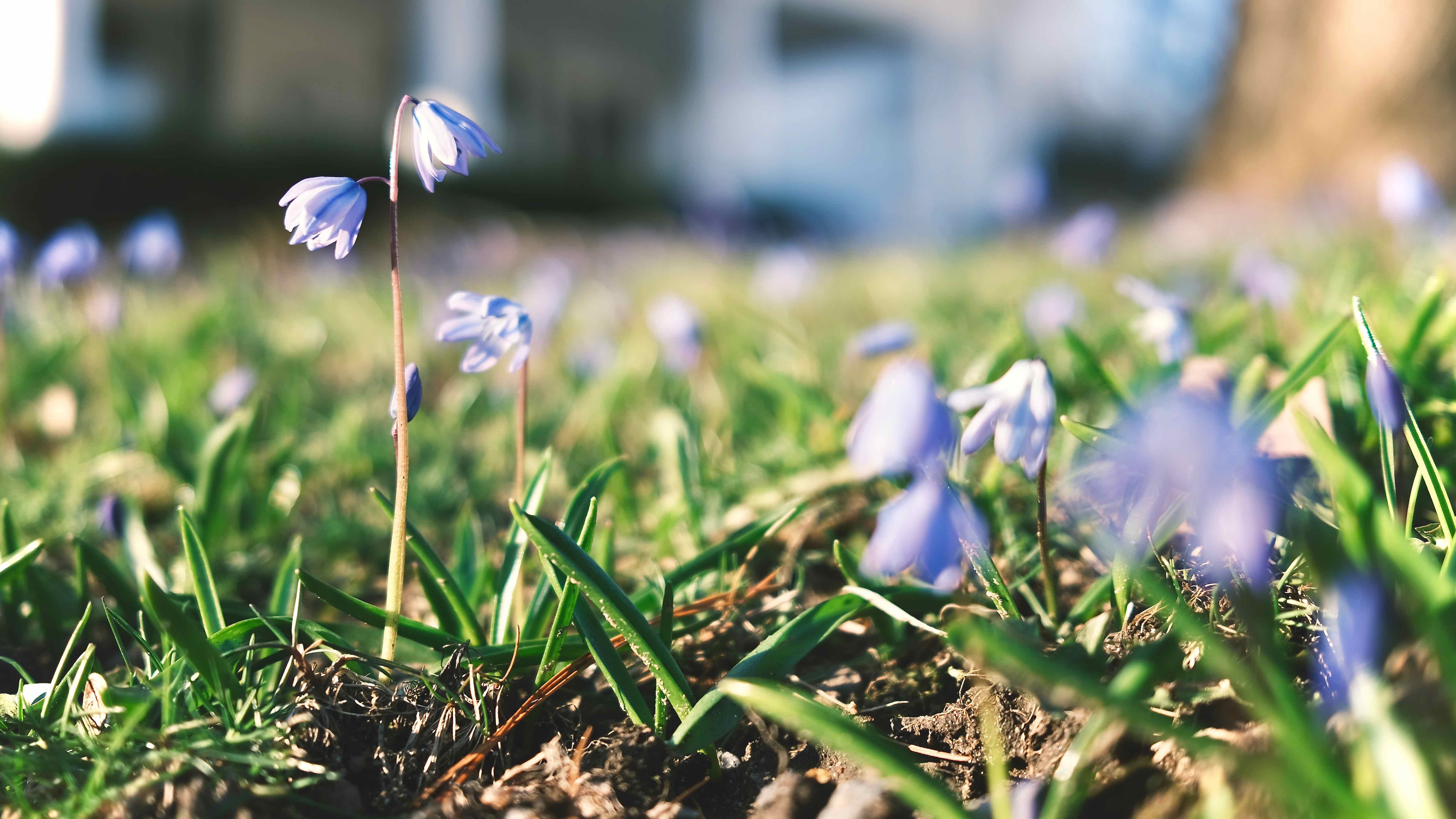 Spring is Springing – Composing Catholic