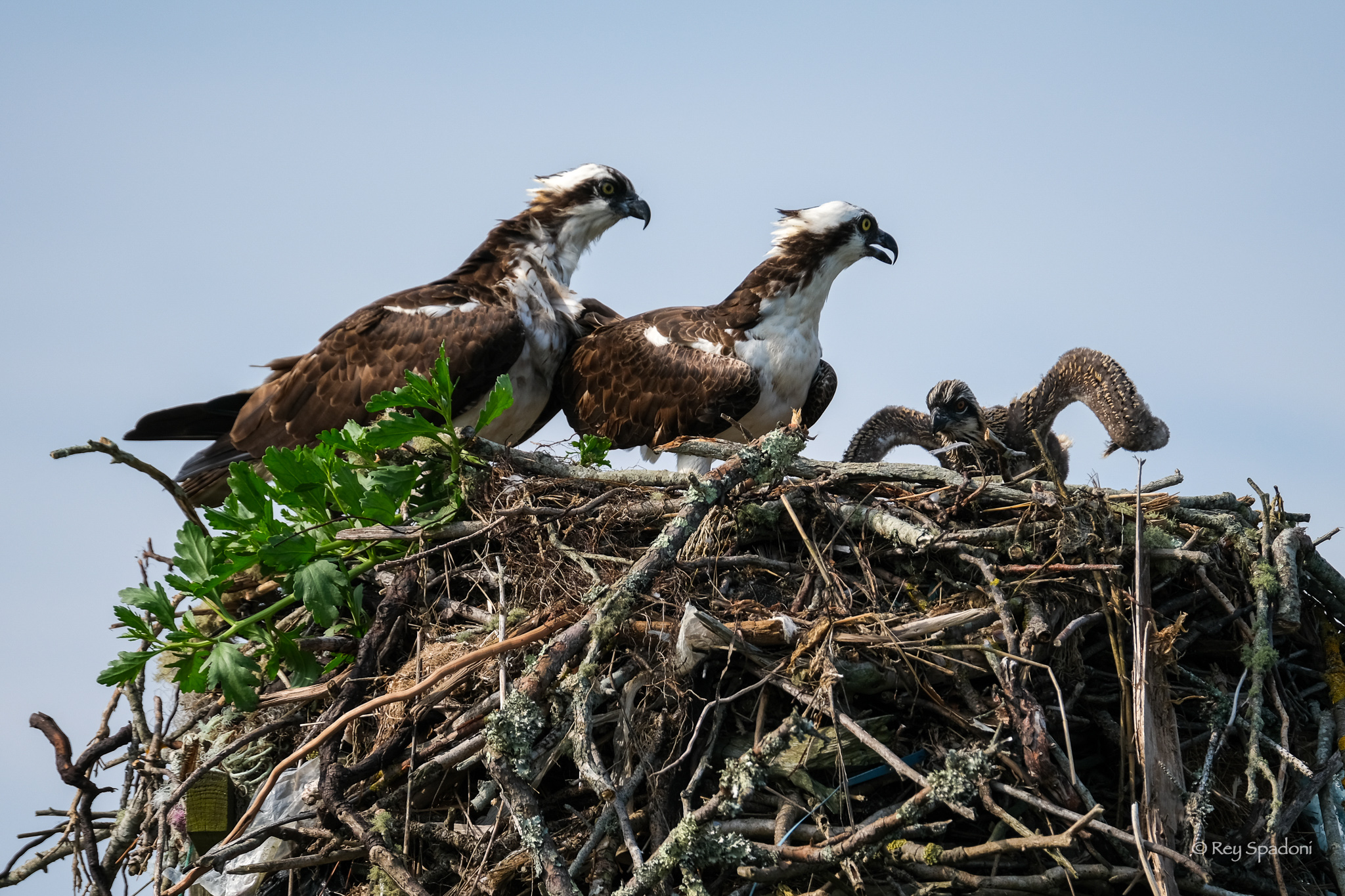 Osprey family – Composing Catholic