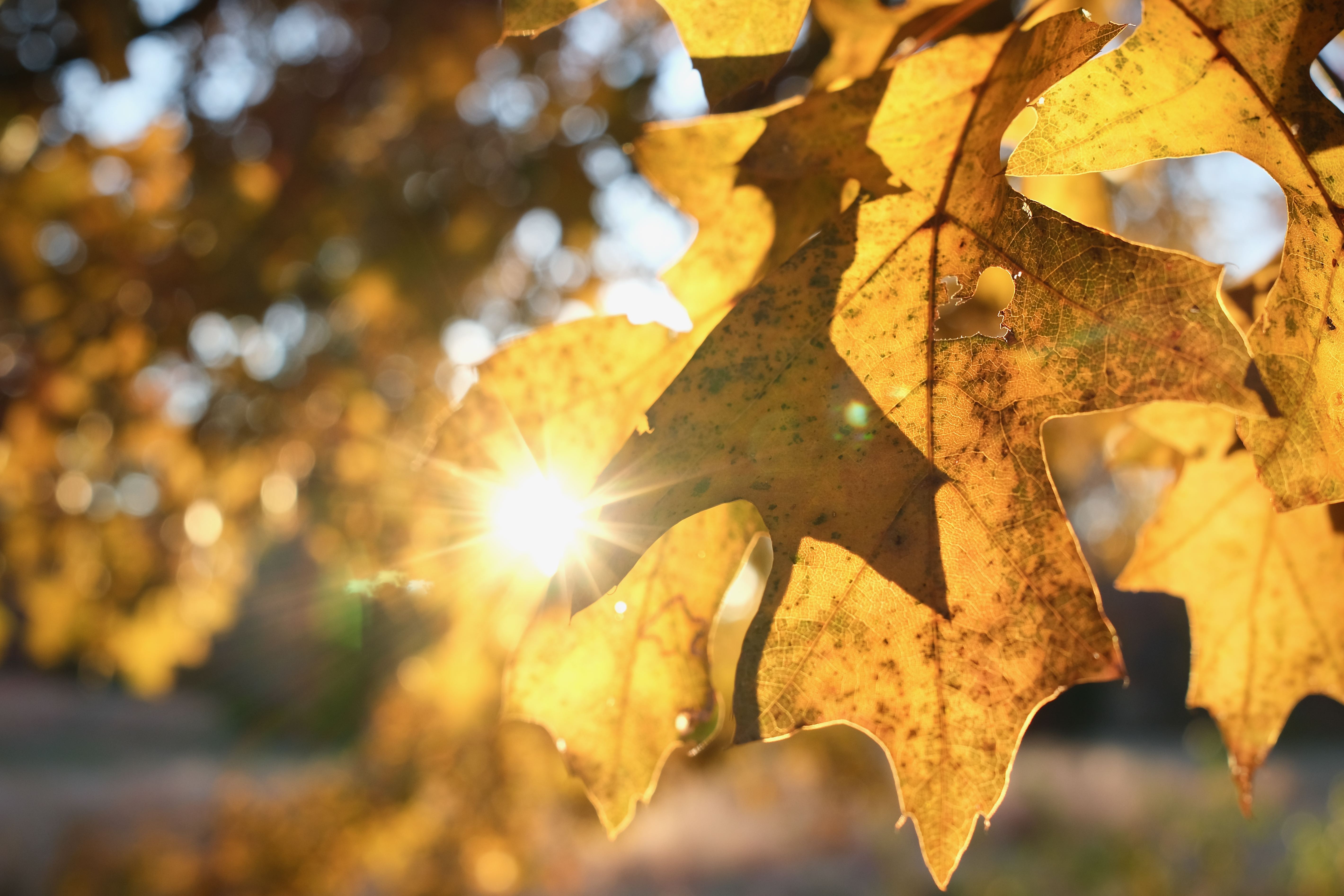 Jesus’ Little Secret: A Reflection by Karen Bell – Composing Catholic