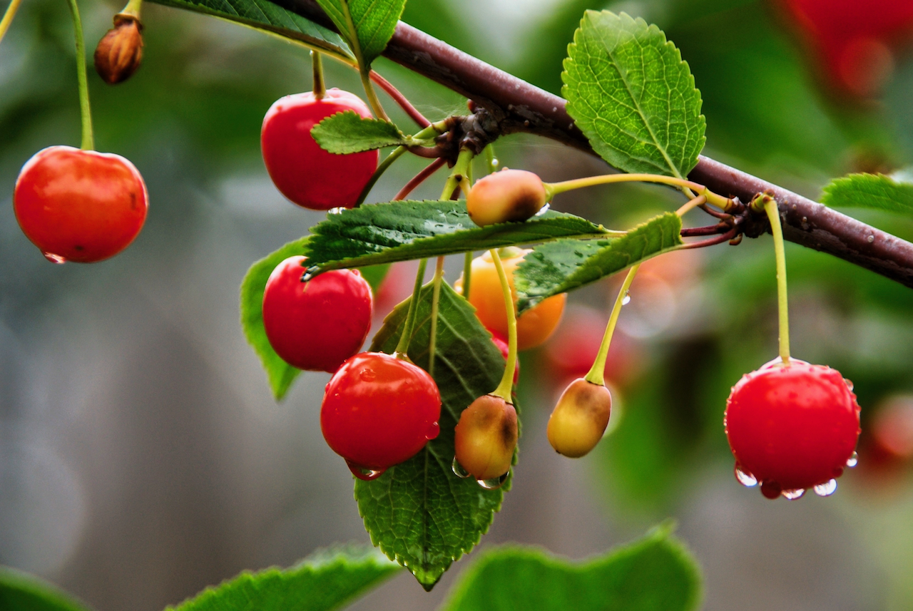 The Fruit of a Tree: A Homily by Deacon Alan Doty – Composing Catholic