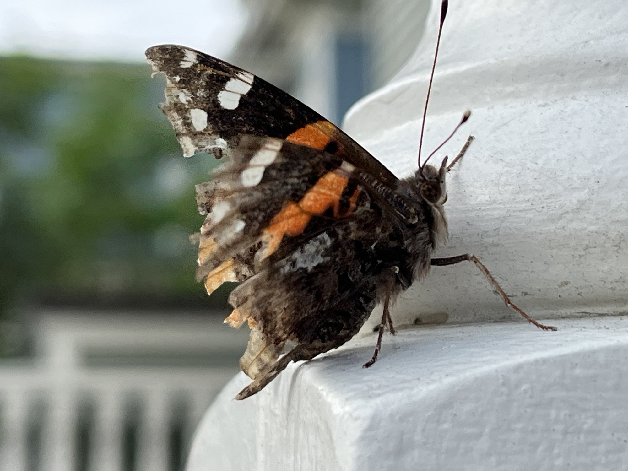 Tattered Wings – Composing Catholic