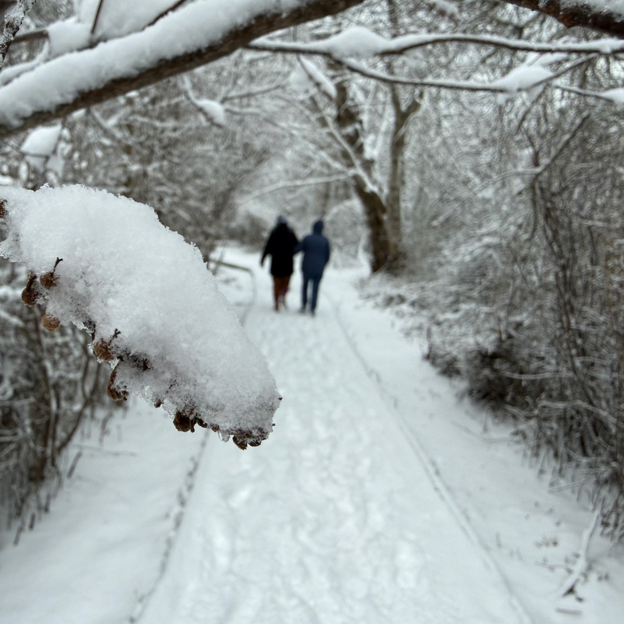 Winter Walk #10 – Composing Catholic